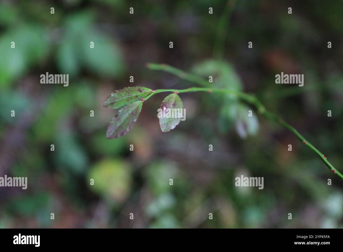 Red Huckleberry (Vaccinium parvifolium Stock Photo - Alamy
