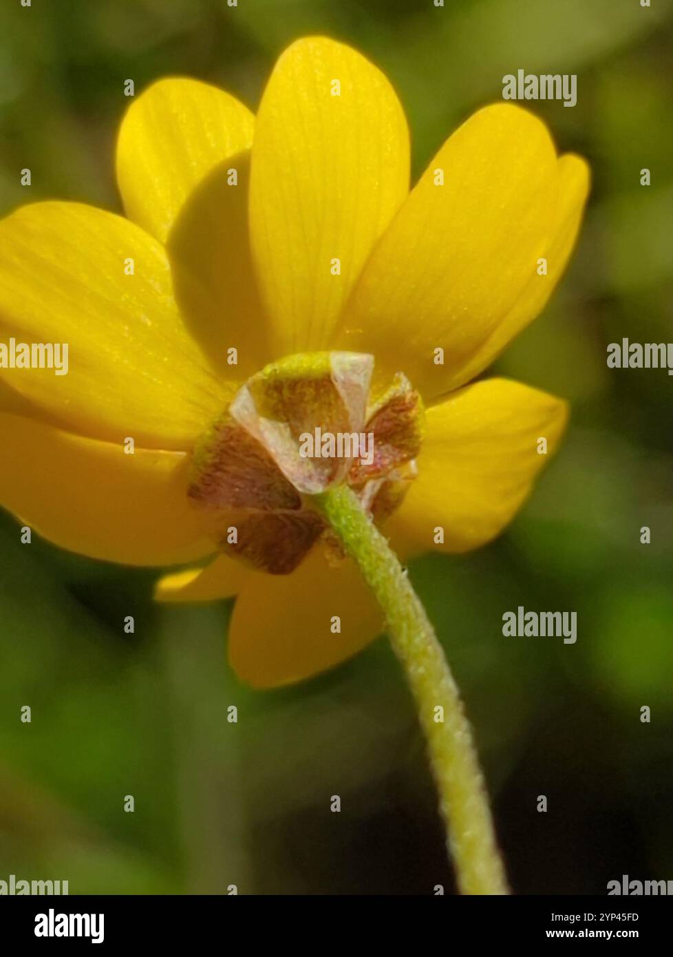 (Ranunculus californicus californicus Stock Photo - Alamy