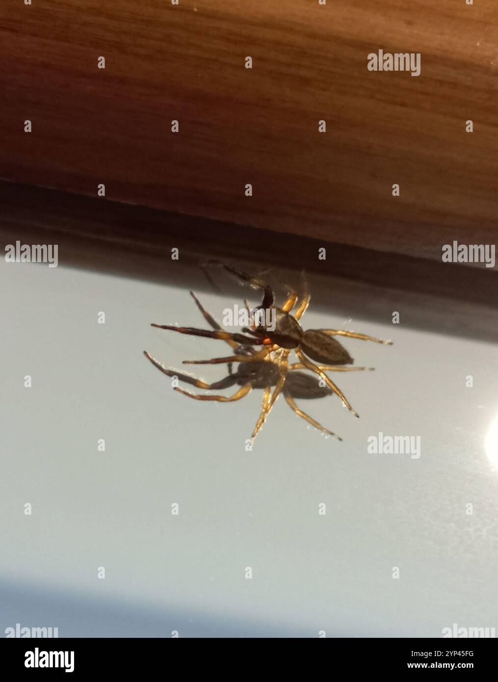 Golden brown jumping spider hi-res stock photography and images - Alamy