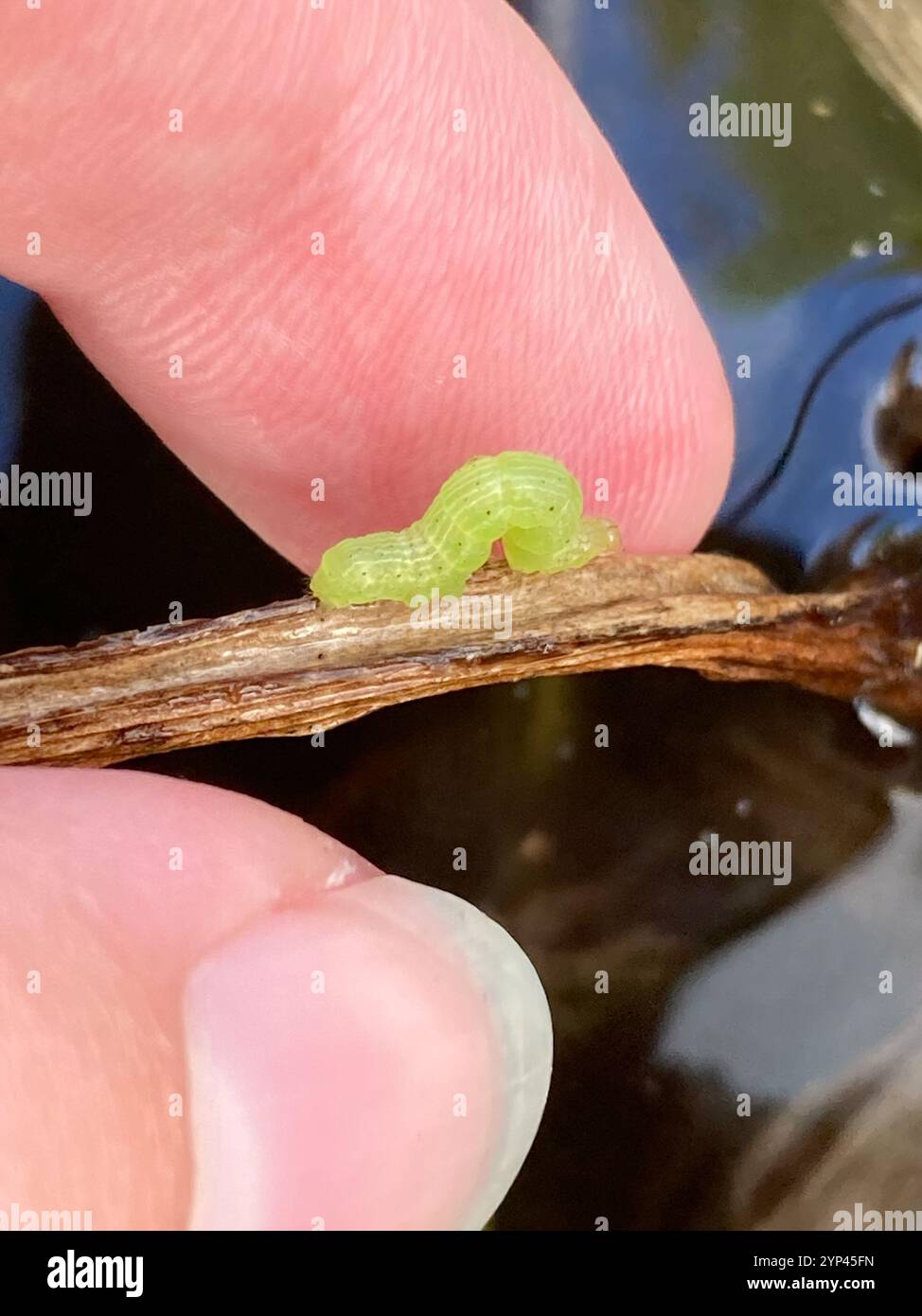 Plusiine Looper Moths (Plusiinae Stock Photo - Alamy