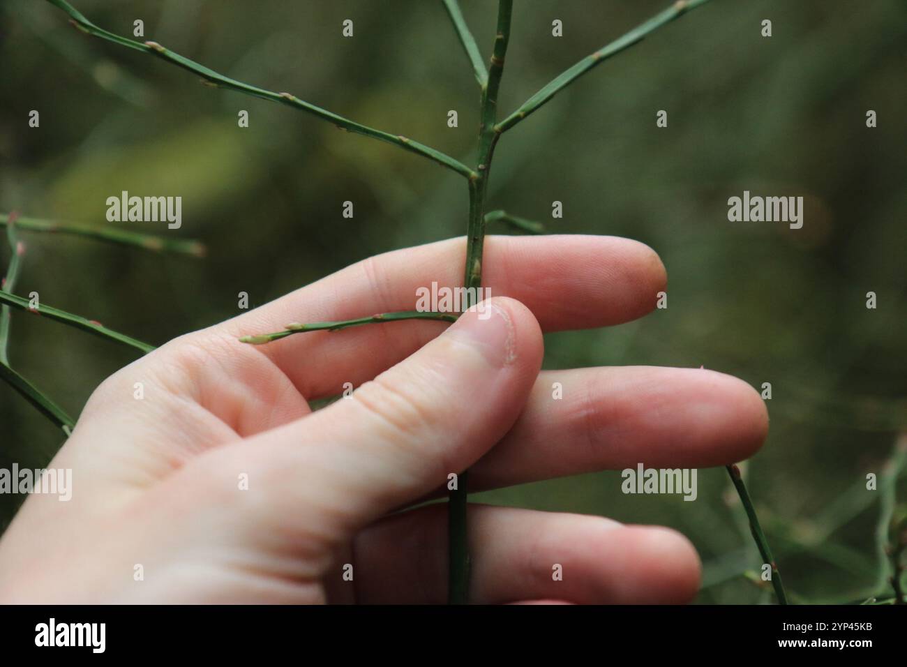 Red Huckleberry (Vaccinium parvifolium Stock Photo - Alamy