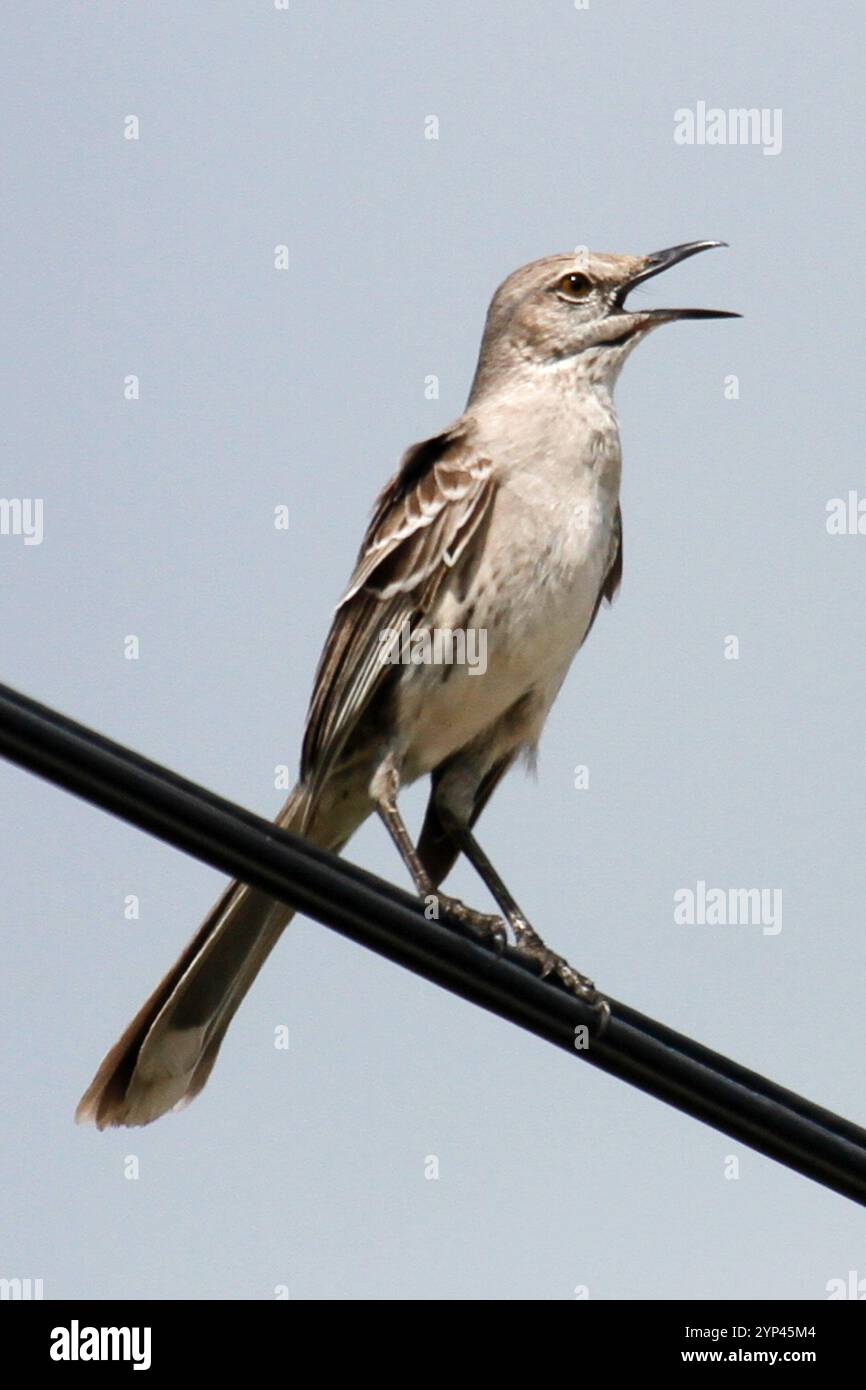 Bahama Mockingbird (Mimus gundlachii Stock Photo - Alamy