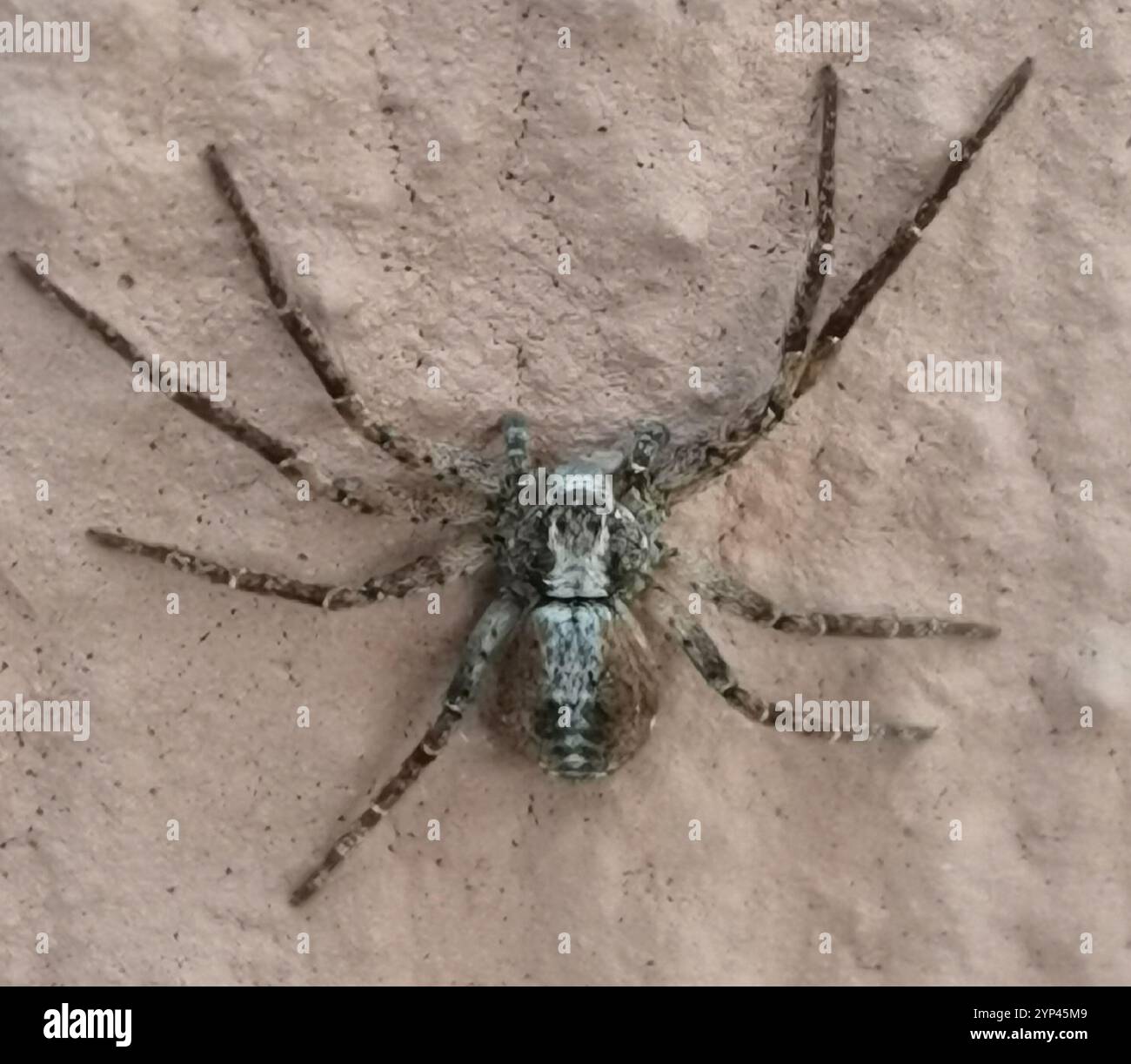 Lignaria hi-res stock photography and images - Alamy
