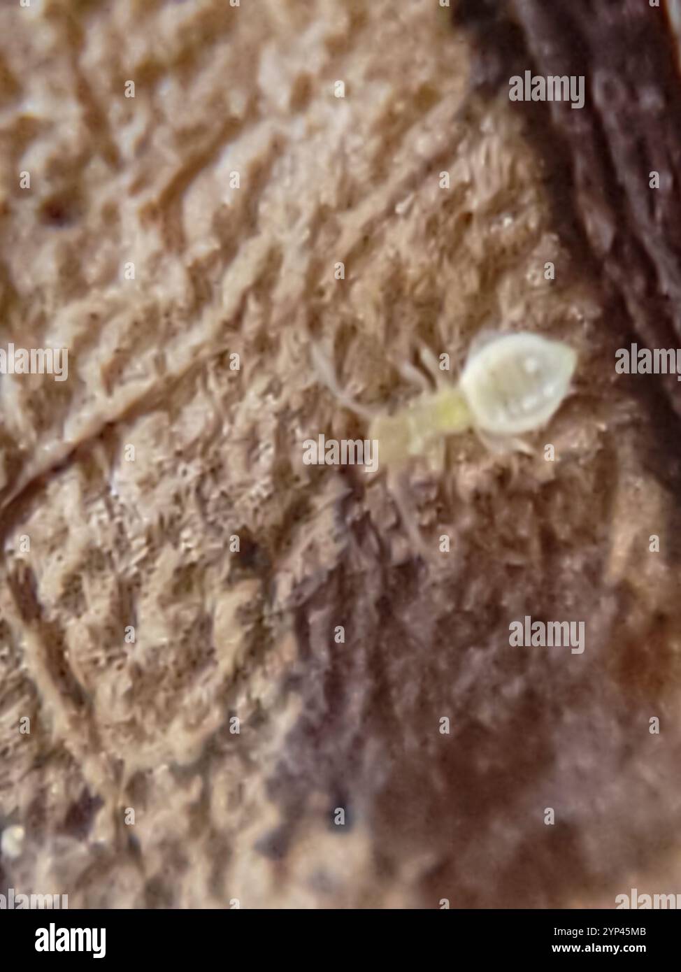 Barklice, Booklice, and Parasitic Lice (Psocodea Stock Photo - Alamy