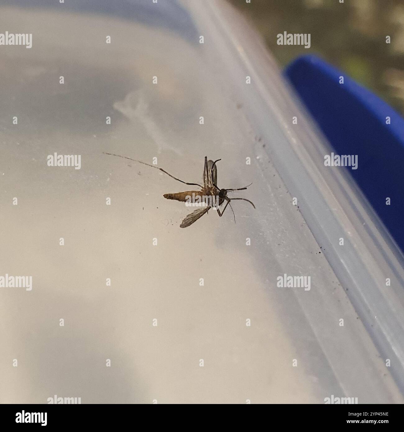 Striped Mosquito (Aedes notoscriptus Stock Photo - Alamy