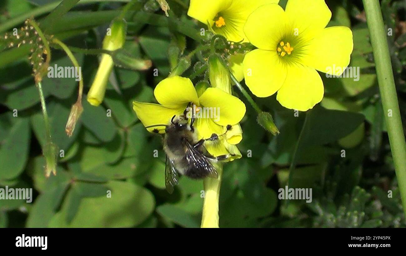 Anthophora dispar hi-res stock photography and images - Alamy