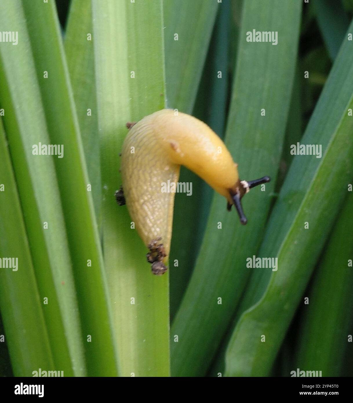 Western Dusky Slug (Arion subfuscus Stock Photo - Alamy