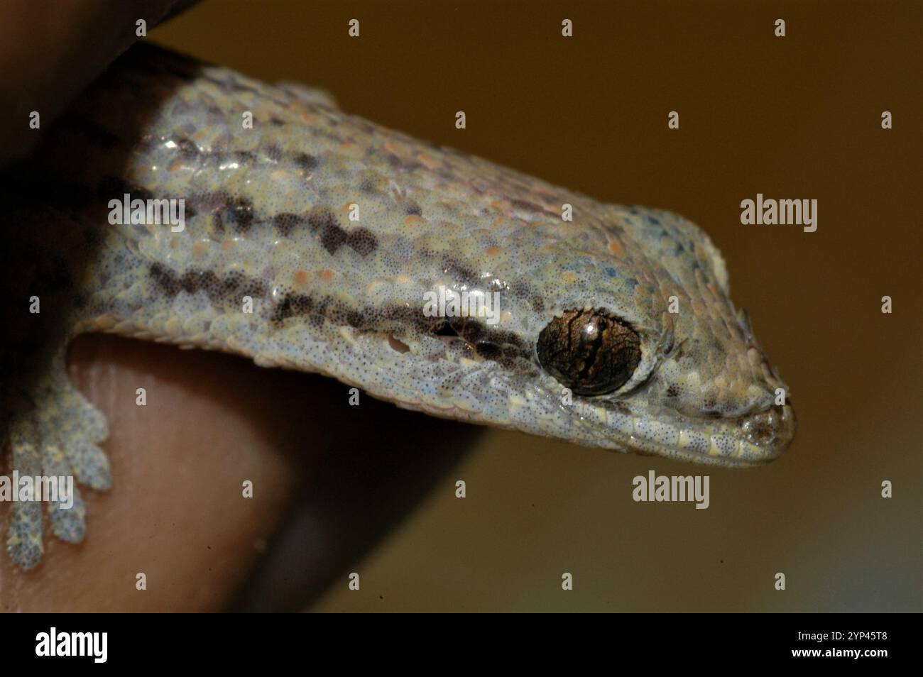 Mojanga Fish-scale Gecko (Geckolepis polylepis Stock Photo - Alamy