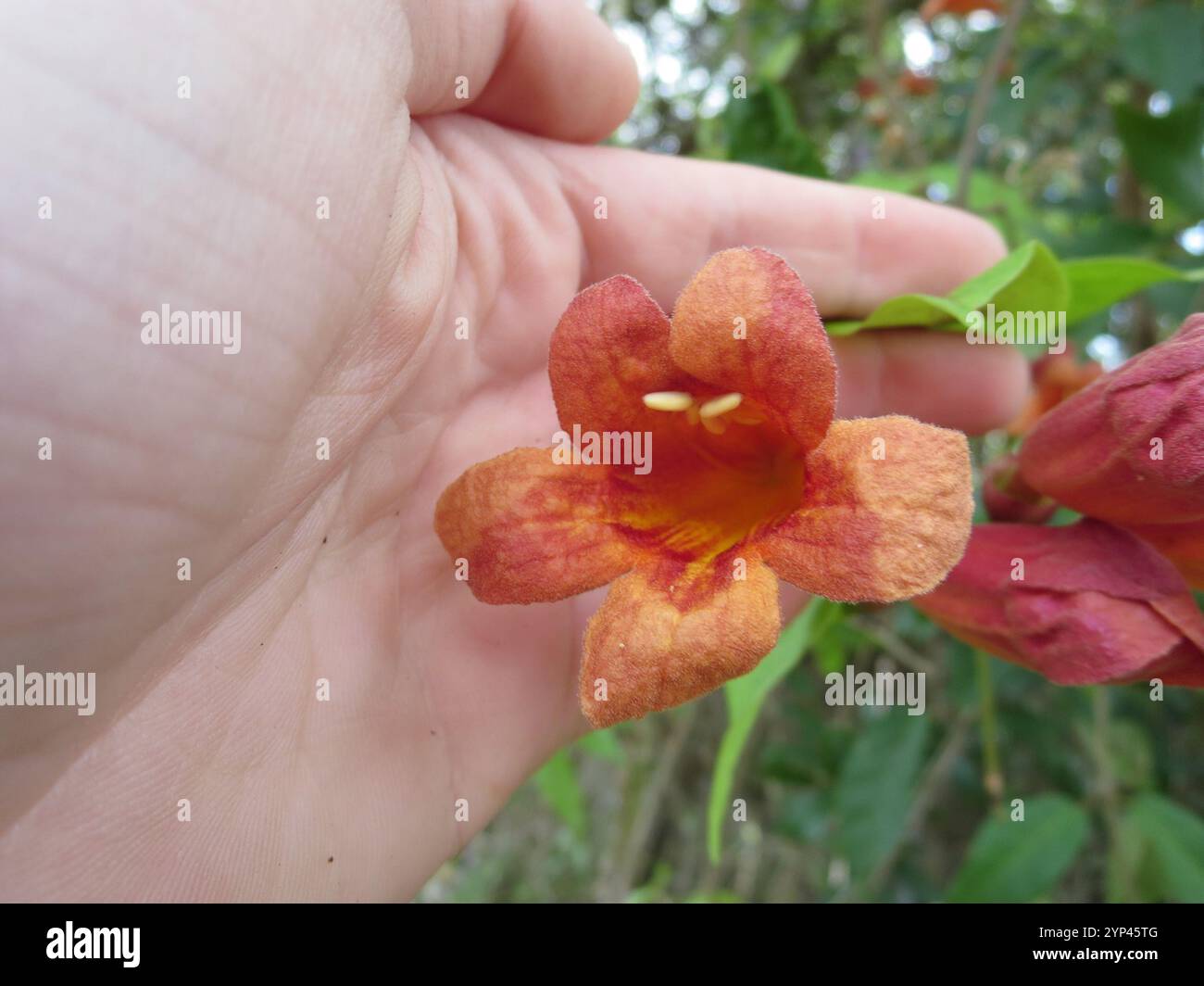 cross vine (Bignonia capreolata Stock Photo - Alamy