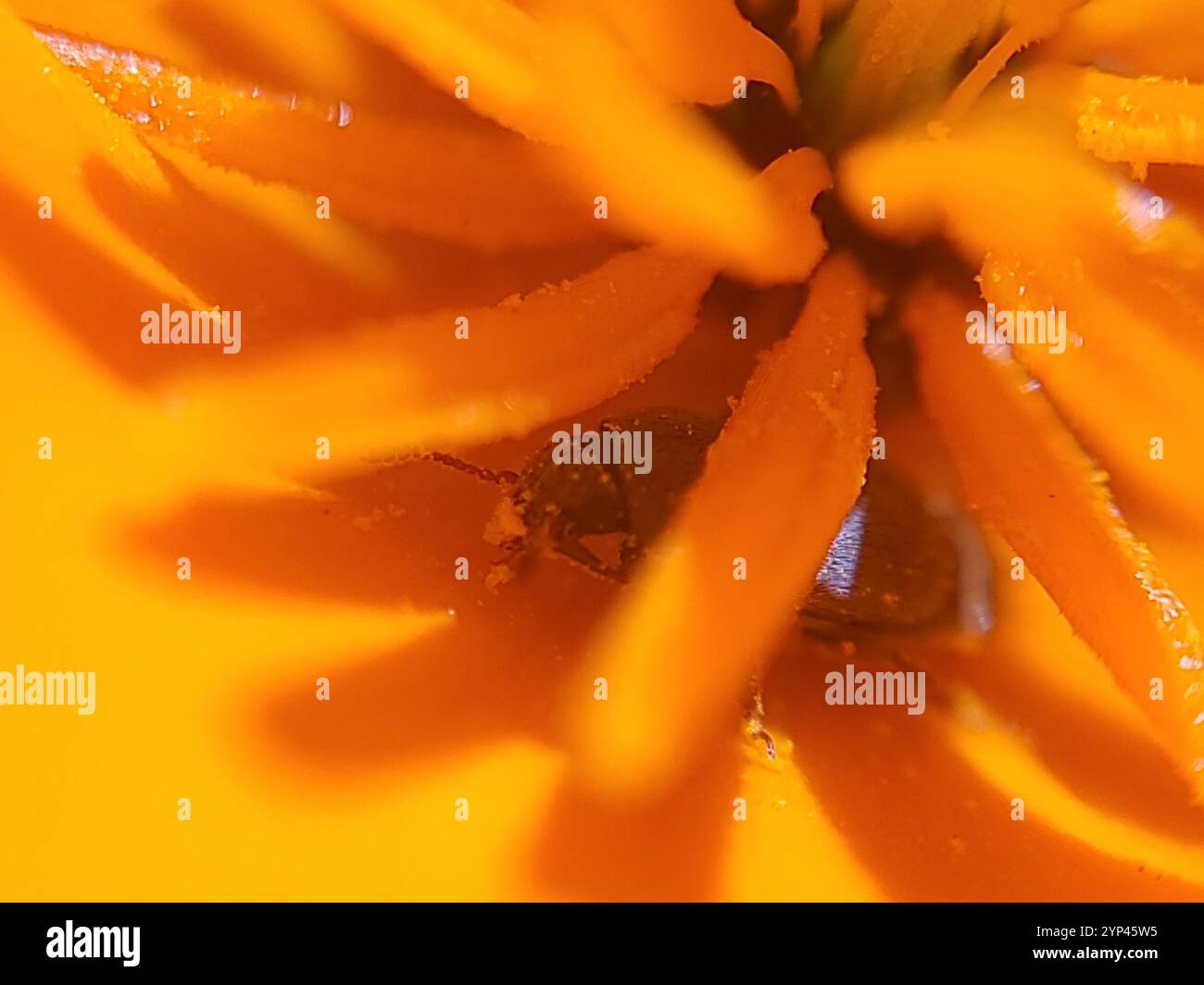Short-winged Flower Beetles (Kateretidae Stock Photo - Alamy