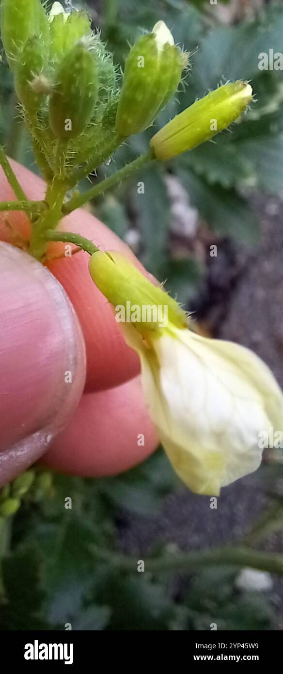 Mediterranean Radish (Raphanus raphanistrum landra Stock Photo - Alamy