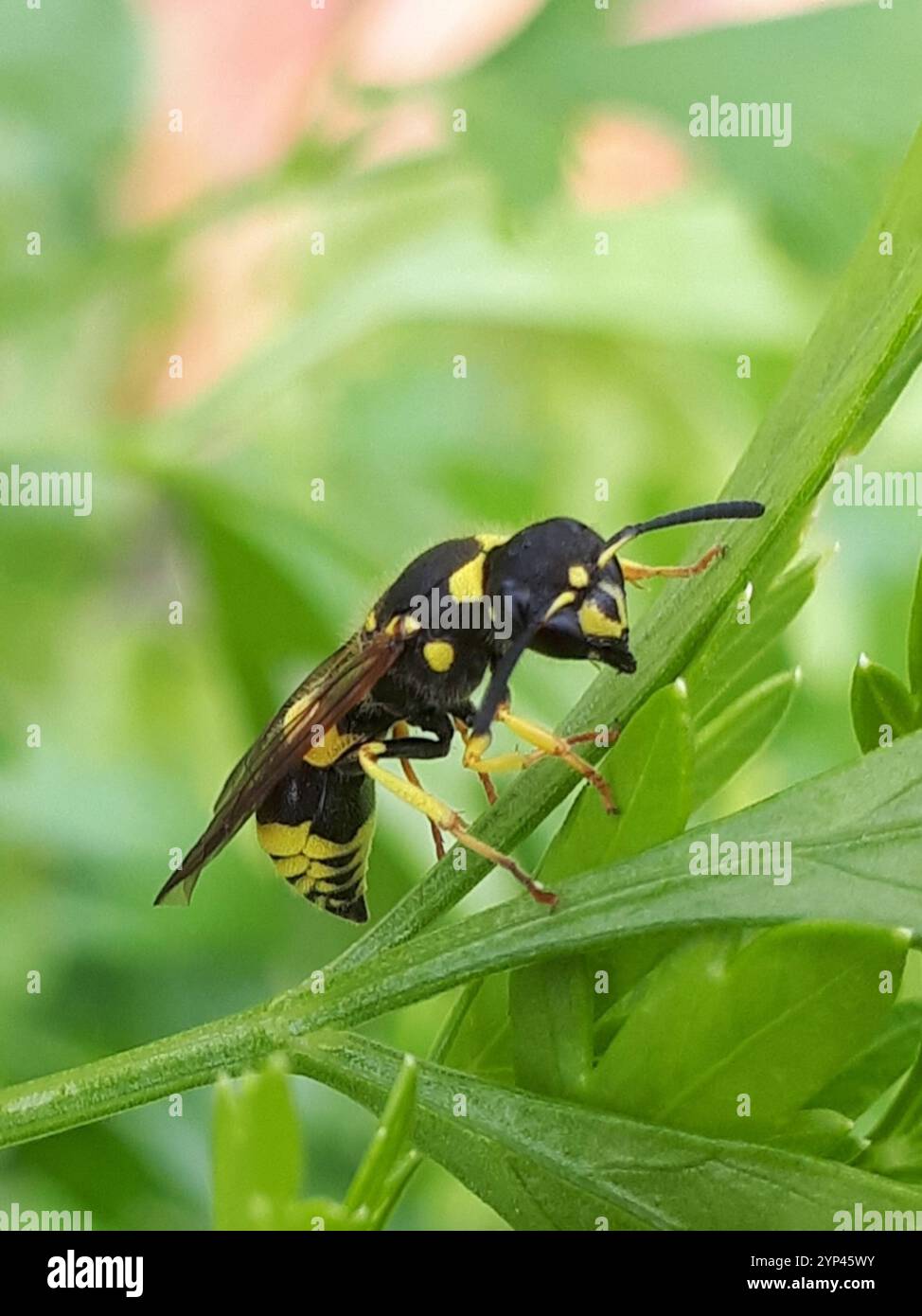 Ancistrocerus gazella hi-res stock photography and images - Alamy