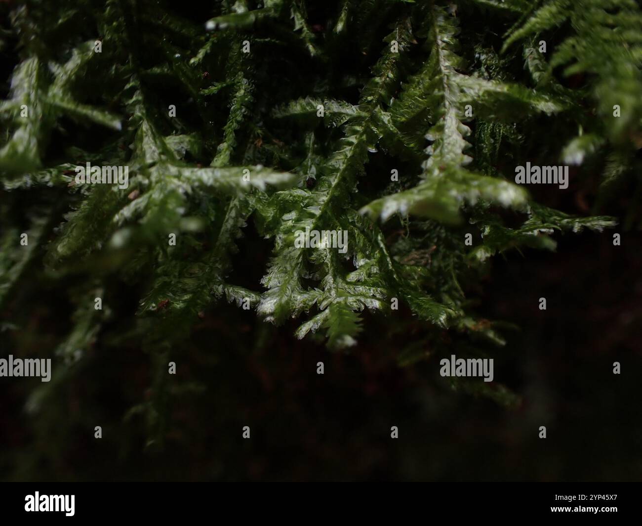 Neckera pennata hi-res stock photography and images - Alamy