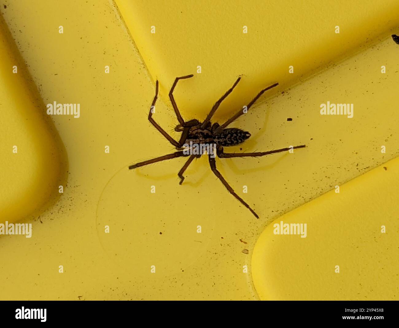 Giant House Spider (Eratigena duellica Stock Photo - Alamy