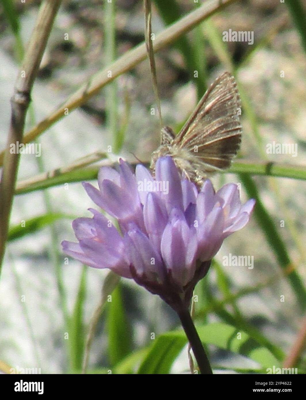 Dipterostemon hi-res stock photography and images - Alamy