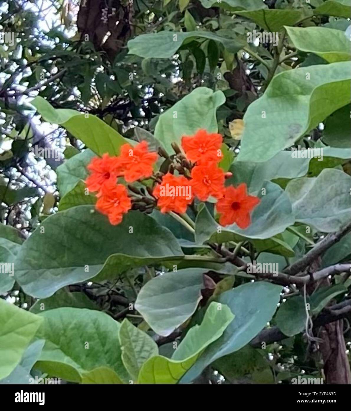 Scarlet Cordia (Cordia sebestena Stock Photo - Alamy