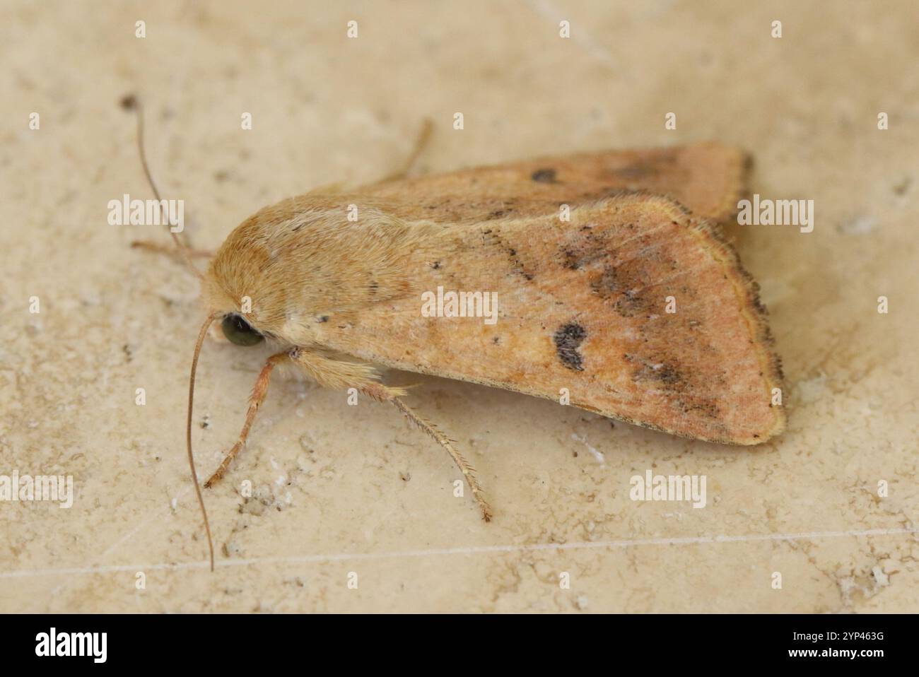 Cotton Bollworm Moth (Helicoverpa armigera Stock Photo - Alamy