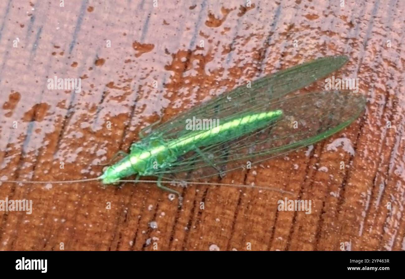 common green lacewings (Chrysoperla Stock Photo - Alamy