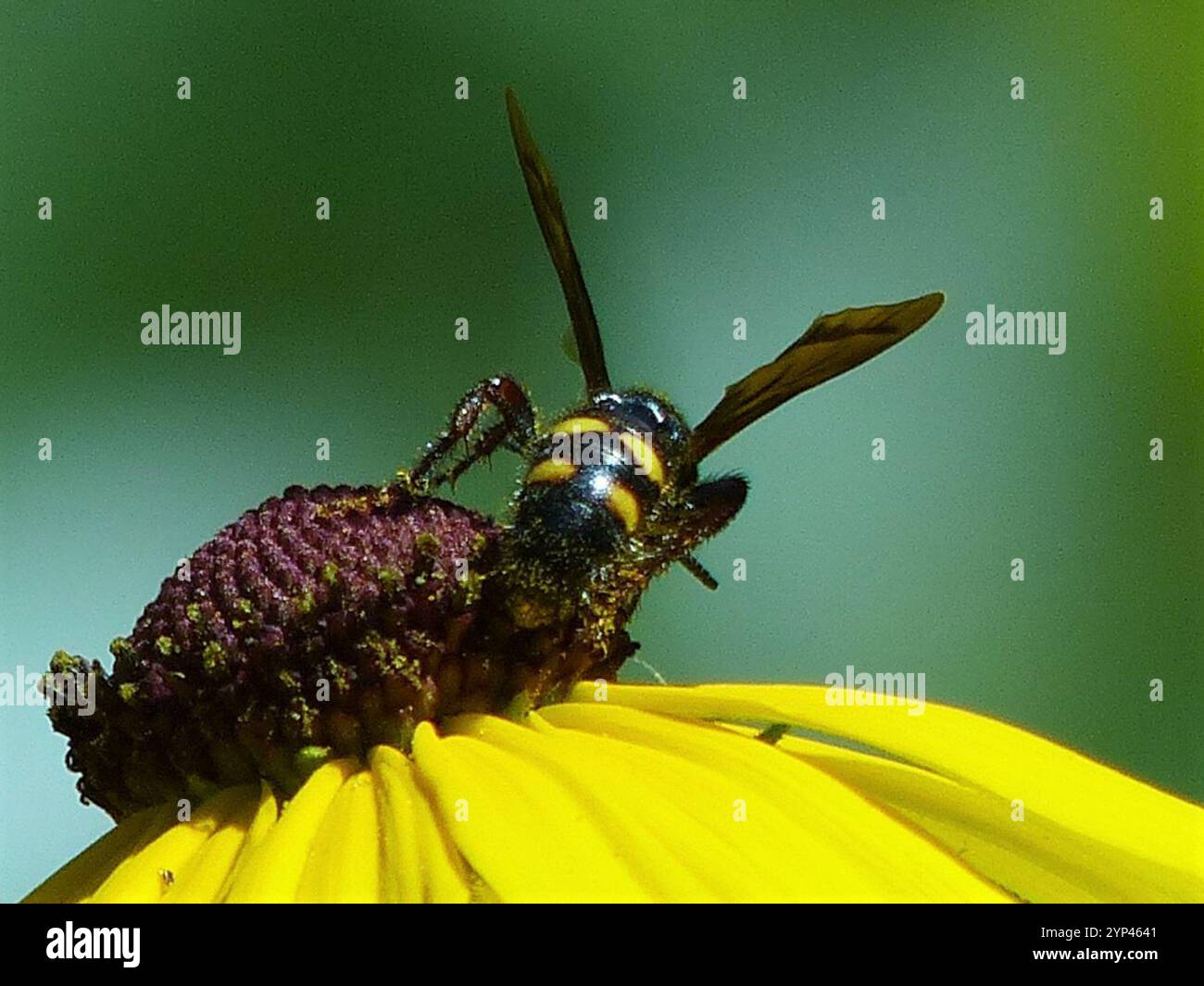 Noble Scoliid Wasp (Scolia nobilitata Stock Photo - Alamy