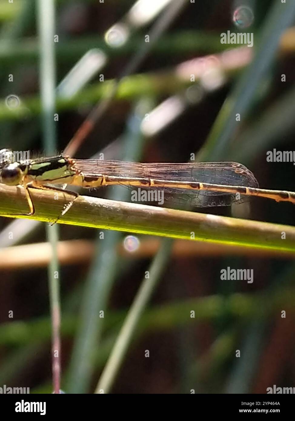 Fragile Forktail (Ischnura posita Stock Photo - Alamy