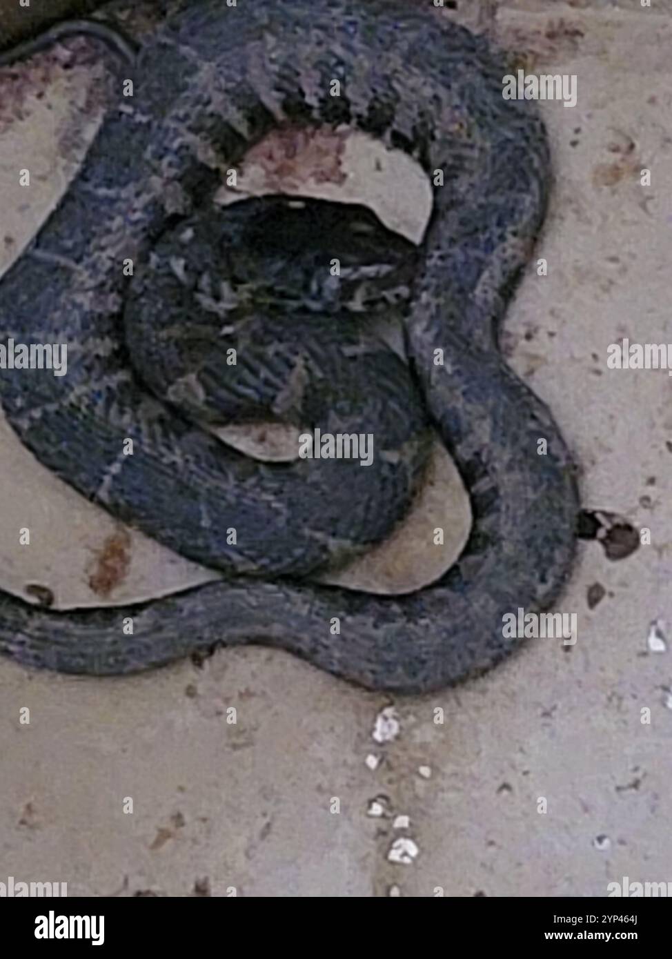 Northern Watersnake (Nerodia sipedon sipedon Stock Photo - Alamy