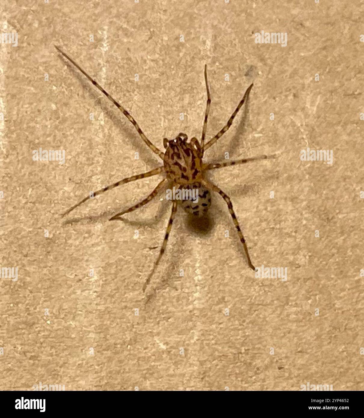 Common Spitting Spider (Scytodes thoracica Stock Photo - Alamy