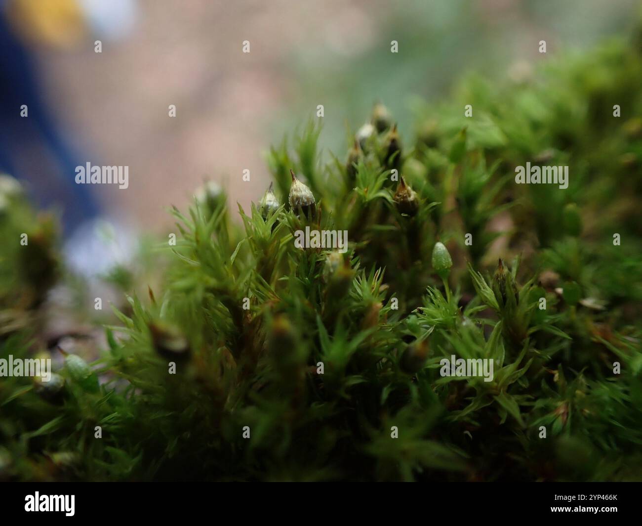 Smooth Bristle-moss (Lewinskya striata Stock Photo - Alamy