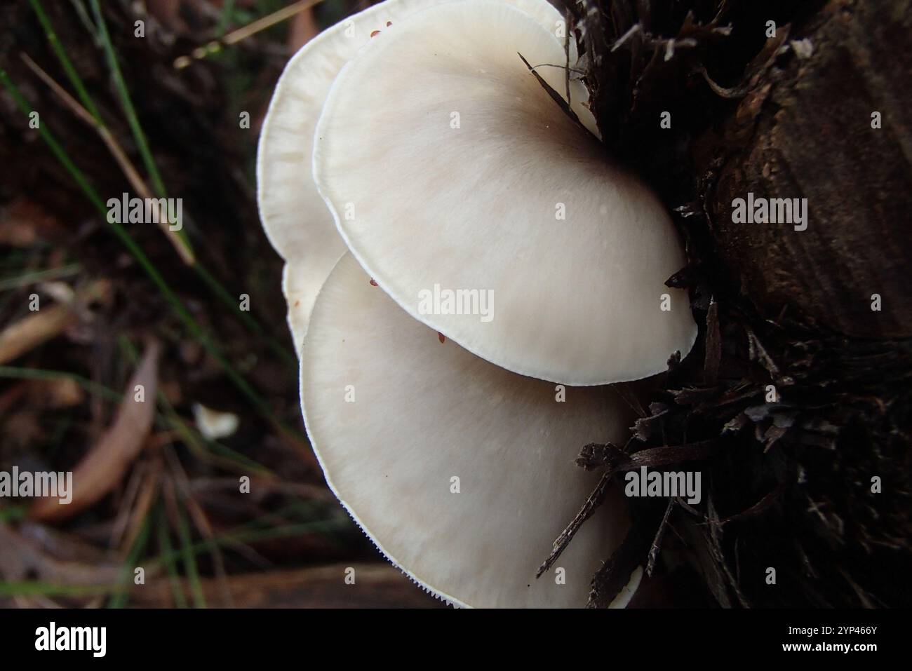 ghost fungus (Omphalotus nidiformis Stock Photo - Alamy