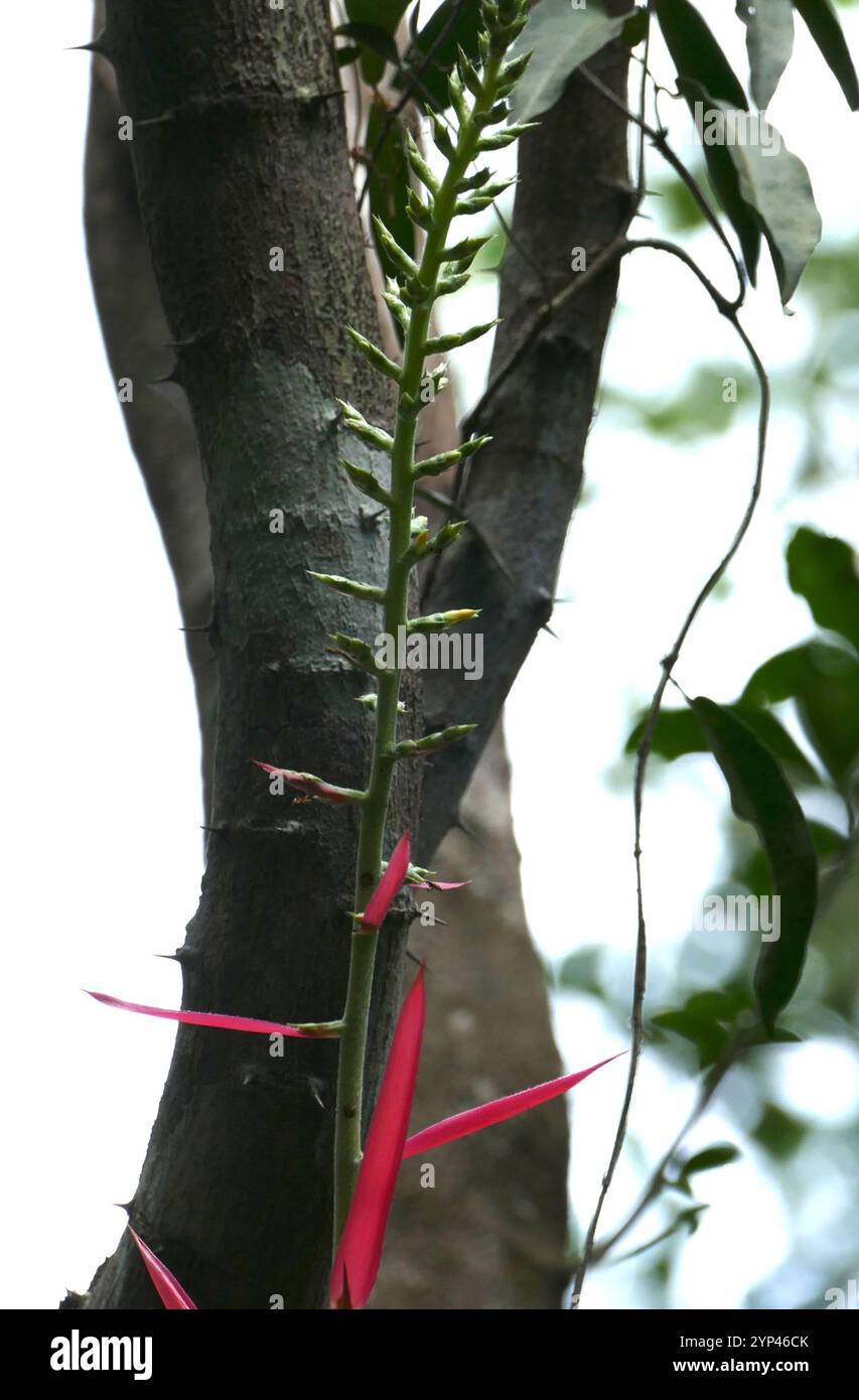 vase bromeliad (Aechmea bracteata Stock Photo - Alamy