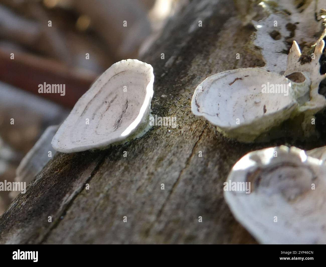little nest polypore (Trametes conchifer Stock Photo - Alamy