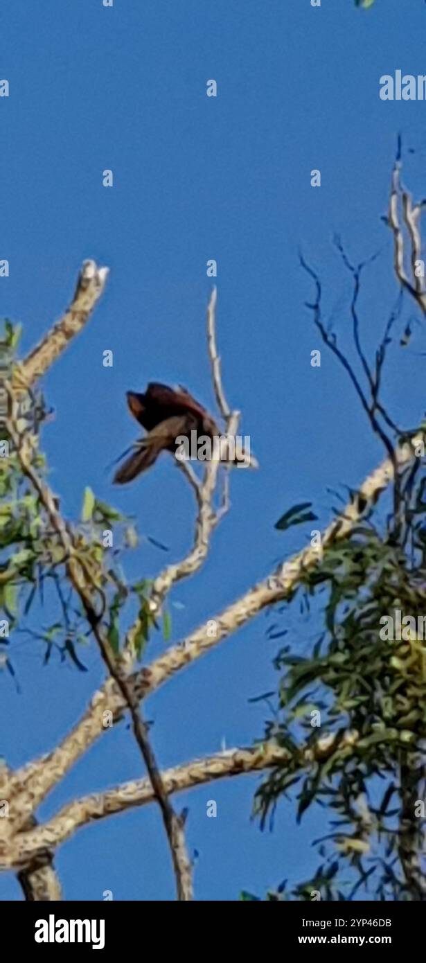 Pheasant Coucal (Centropus phasianinus Stock Photo - Alamy