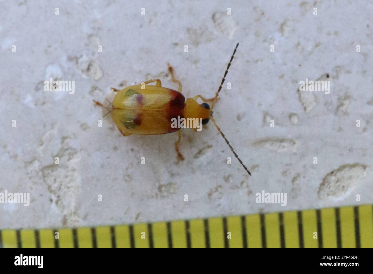 Red-shouldered Leaf Beetle (Monolepta australis Stock Photo - Alamy