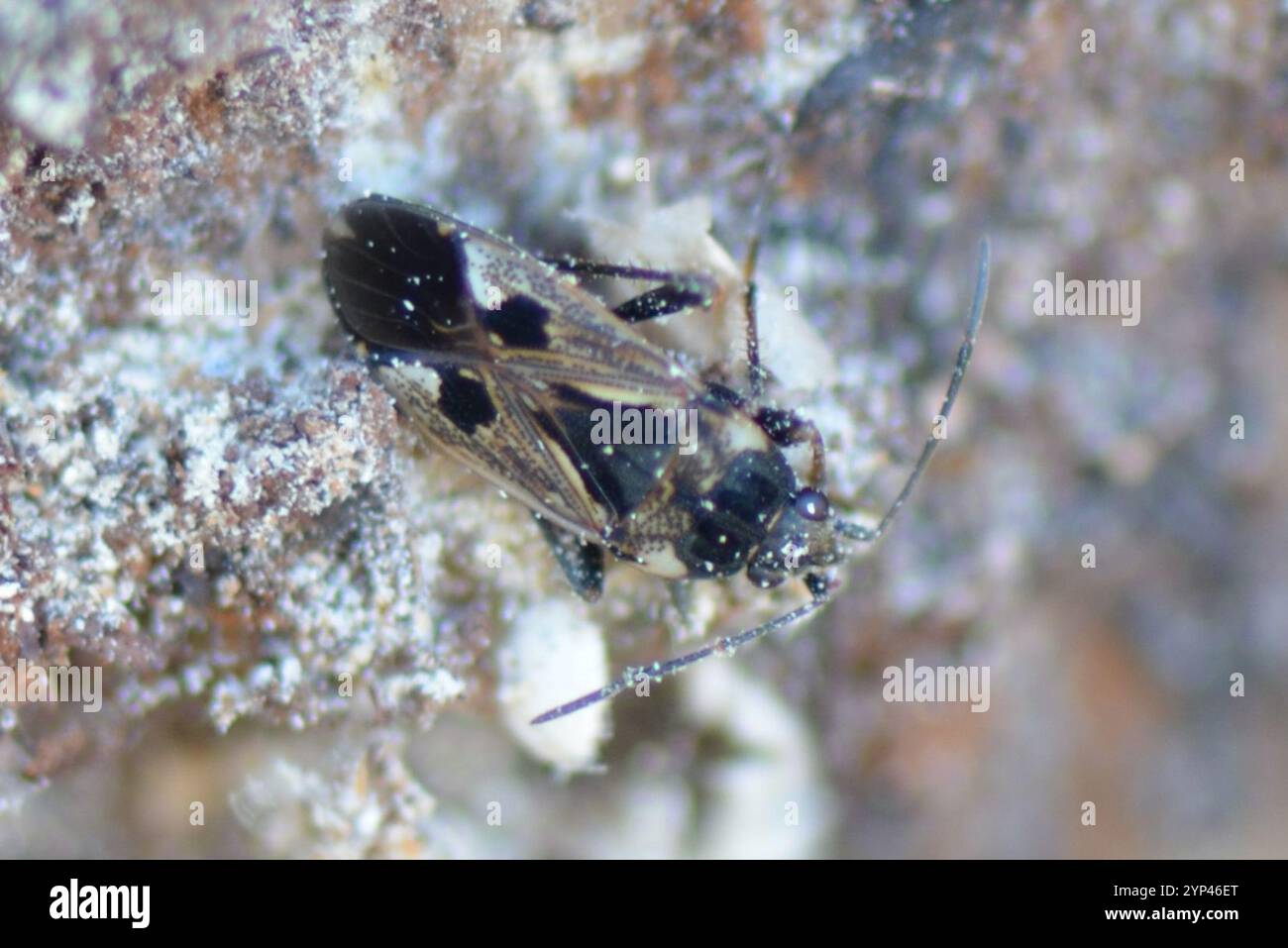 bright-spotted groundbug (Rhyparochromus vulgaris Stock Photo - Alamy