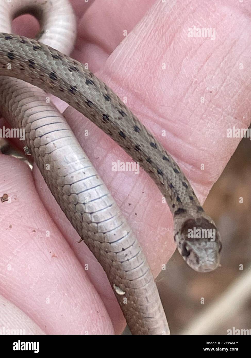DeKay's Brownsnake (Storeria dekayi Stock Photo - Alamy