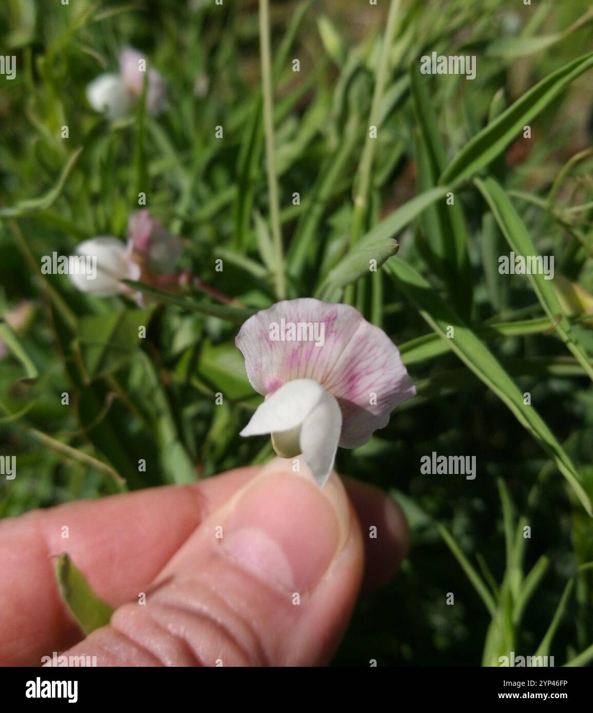 Indian pea (Lathyrus sativus Stock Photo - Alamy