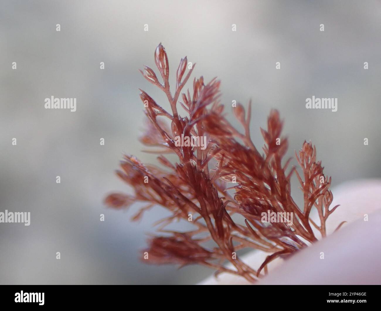 Rhodomelaceae hi-res stock photography and images - Alamy