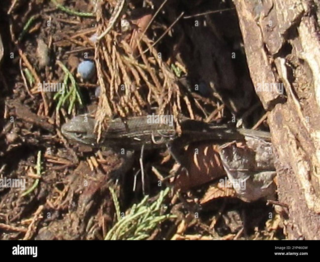 Prairie Lizard (Sceloporus consobrinus Stock Photo - Alamy
