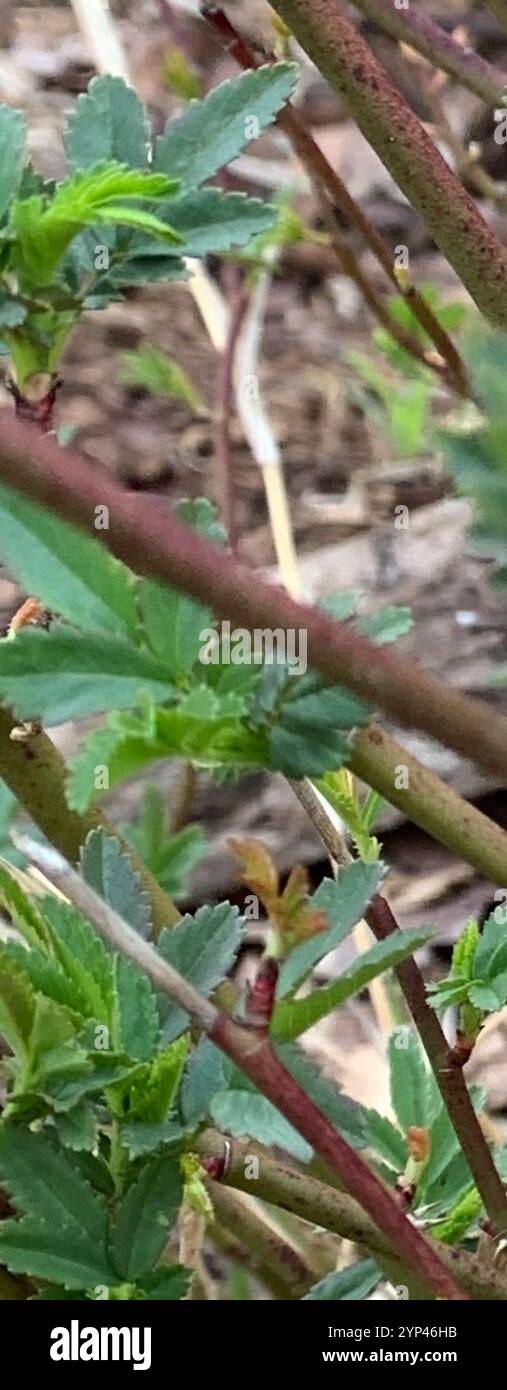 White prairie rose (Rosa foliolosa Stock Photo - Alamy