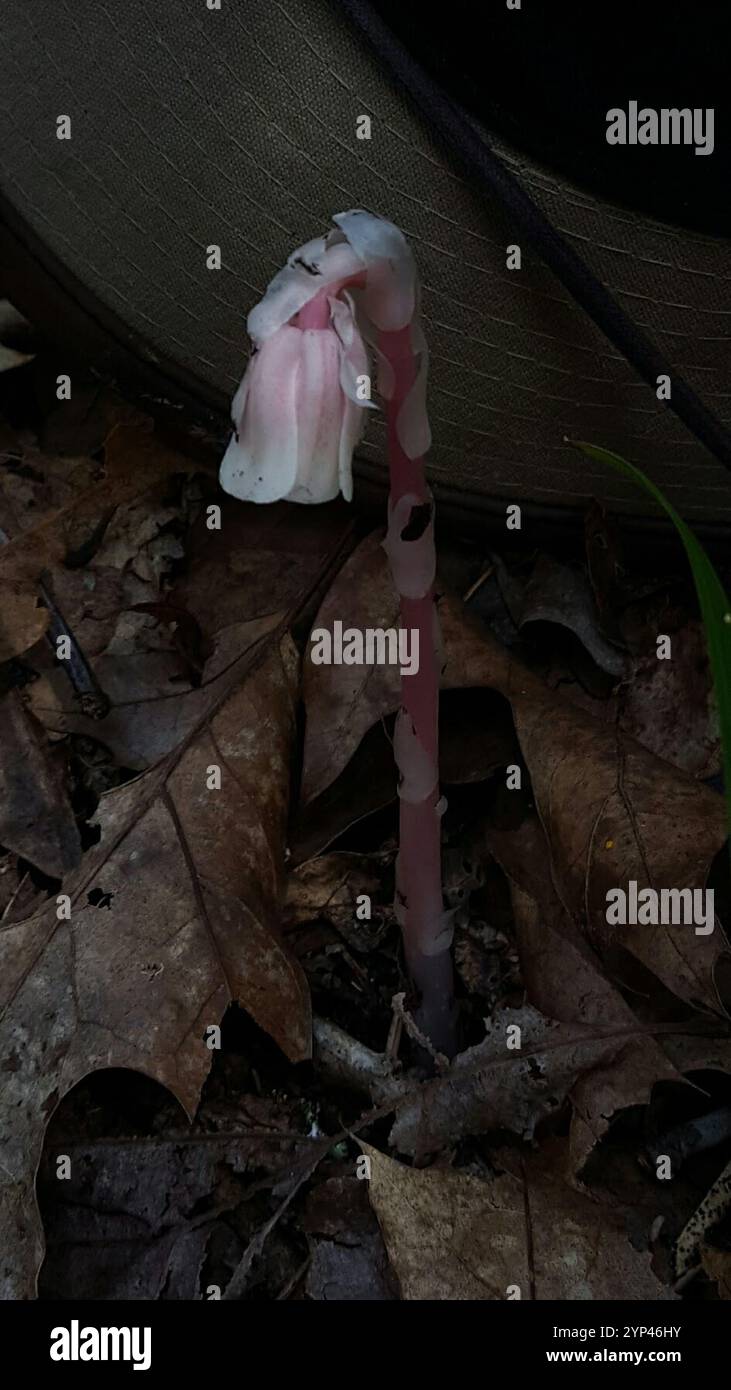Ghost Pipe (Monotropa uniflora Stock Photo - Alamy