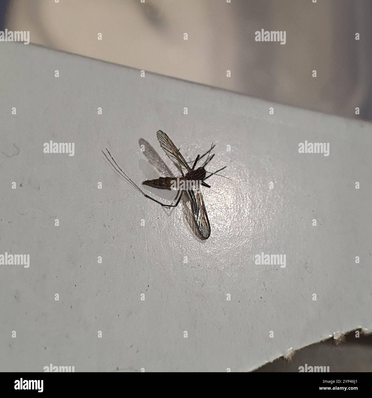 Striped Mosquito (Aedes notoscriptus Stock Photo - Alamy