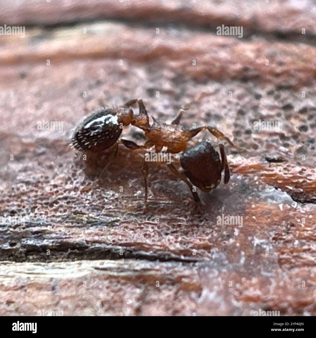 Acorn Ants and Allies (Temnothorax Stock Photo - Alamy