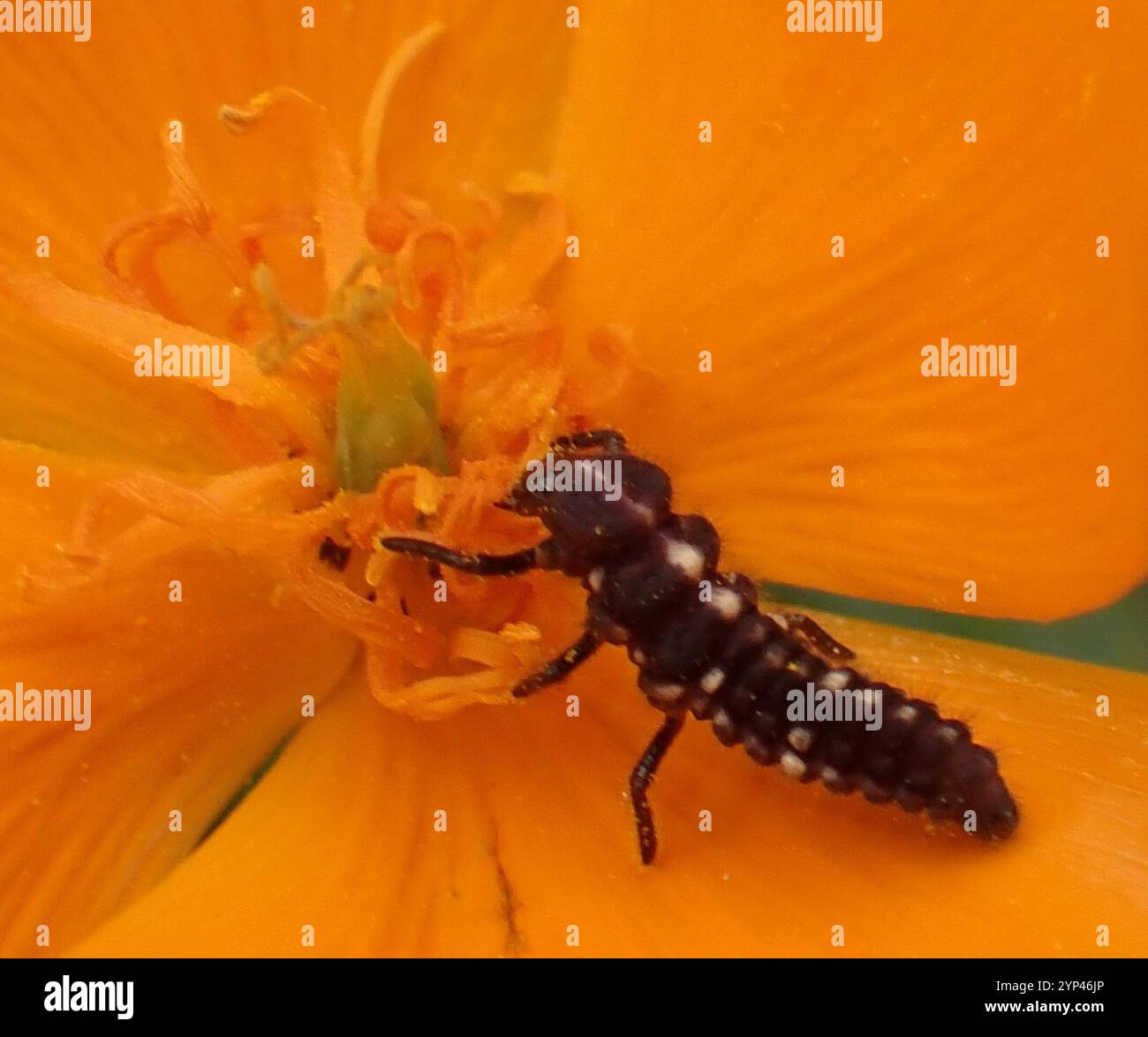 Striped Ladybird (Micraspis frenata Stock Photo - Alamy
