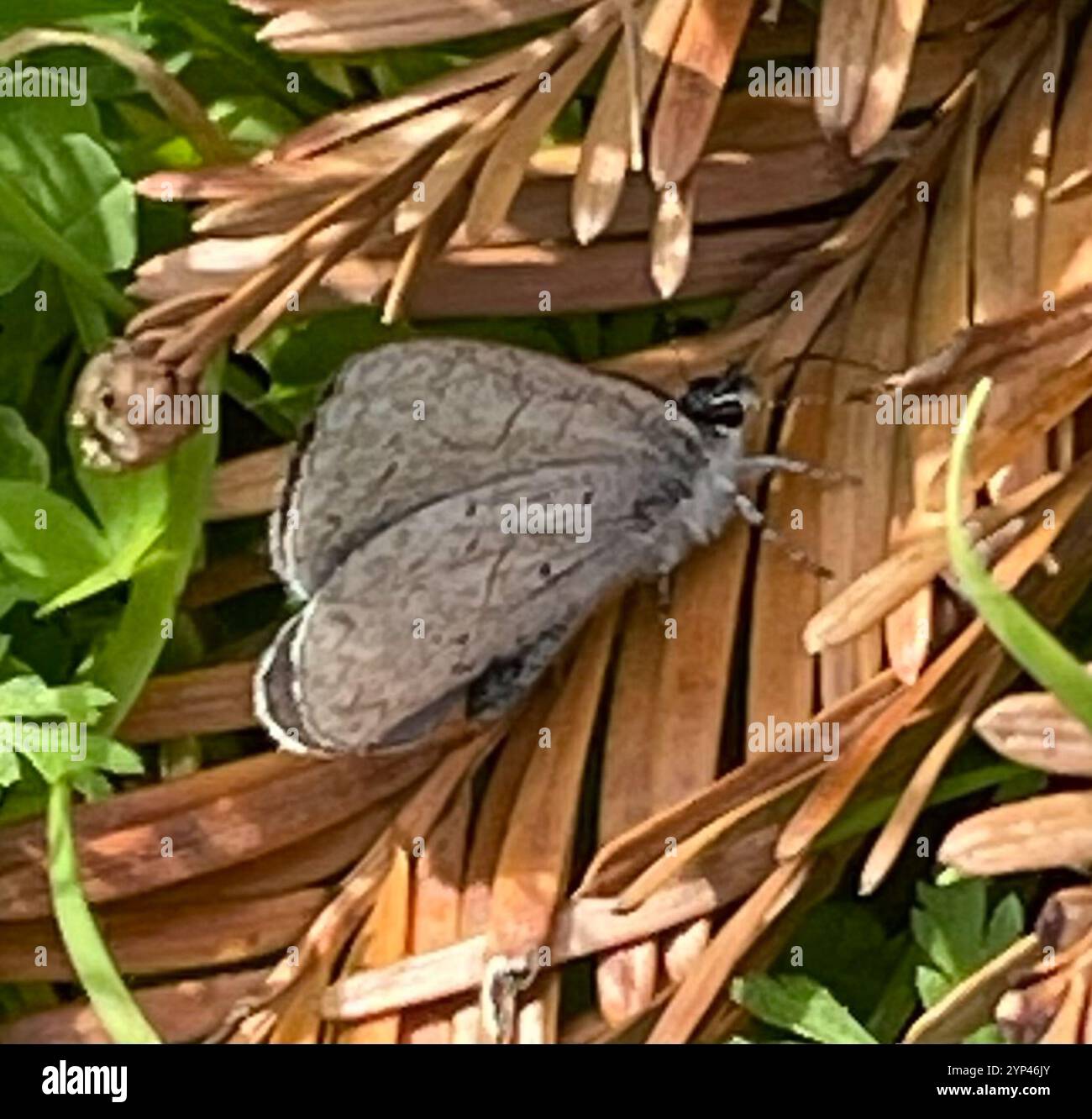 Echo Azure (Celastrina echo Stock Photo - Alamy