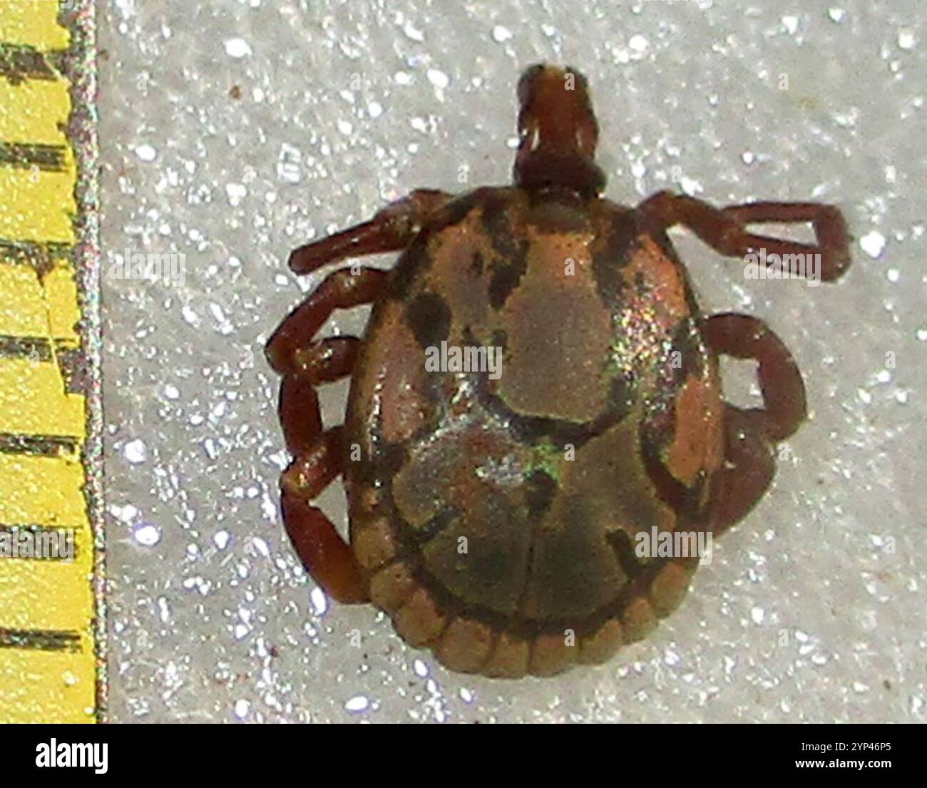 South African Bont Tick (Amblyomma hebraeum Stock Photo - Alamy
