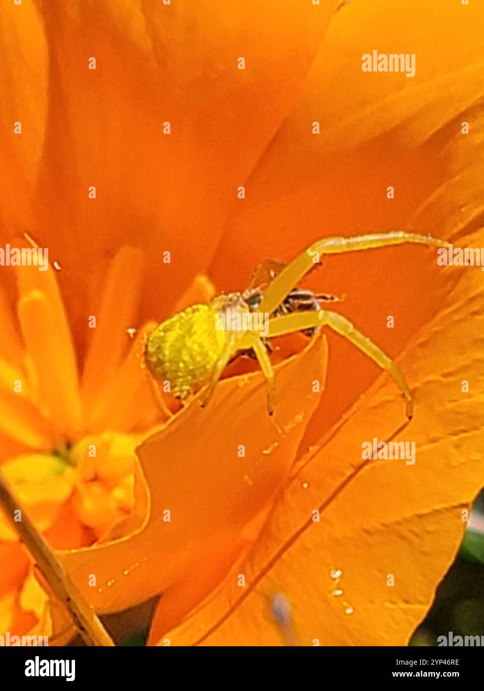 Crab Spiders (Thomisidae Stock Photo - Alamy