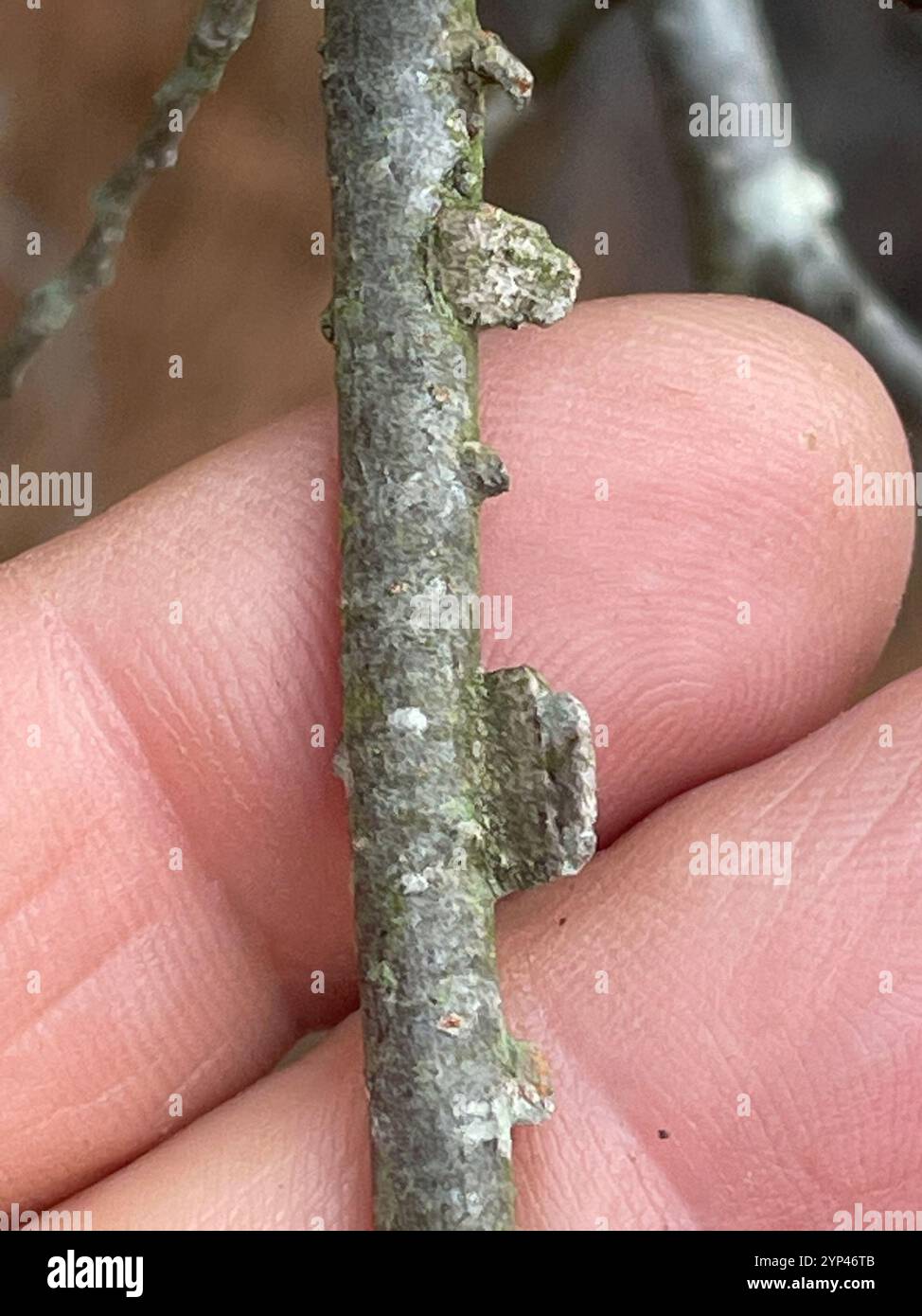 Winged Elm (Ulmus alata Stock Photo - Alamy
