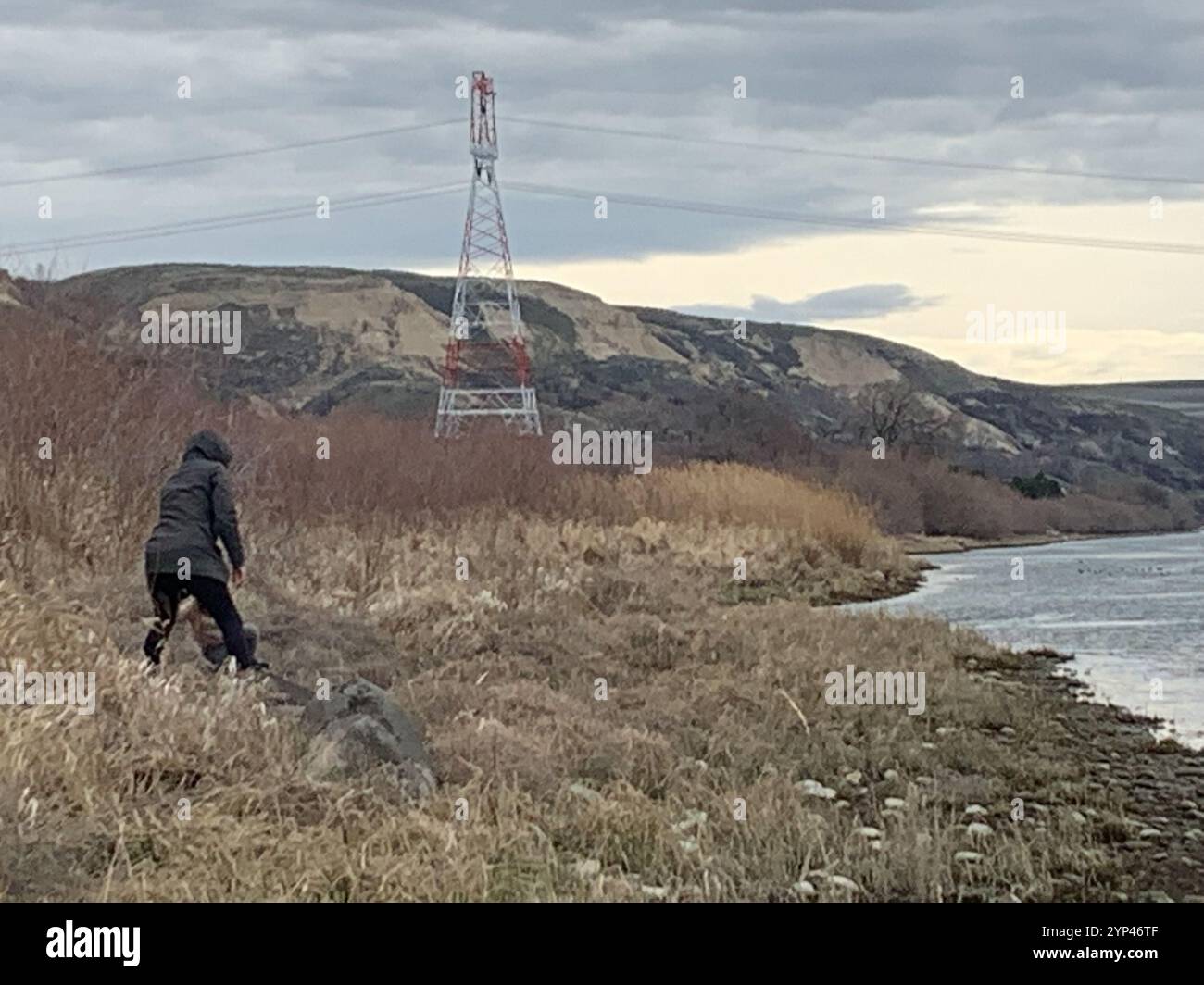 American common reed (Phragmites australis americanus Stock Photo - Alamy