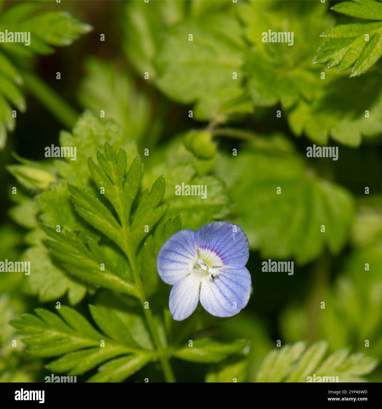 bird's-eye speedwell (Veronica persica Stock Photo - Alamy