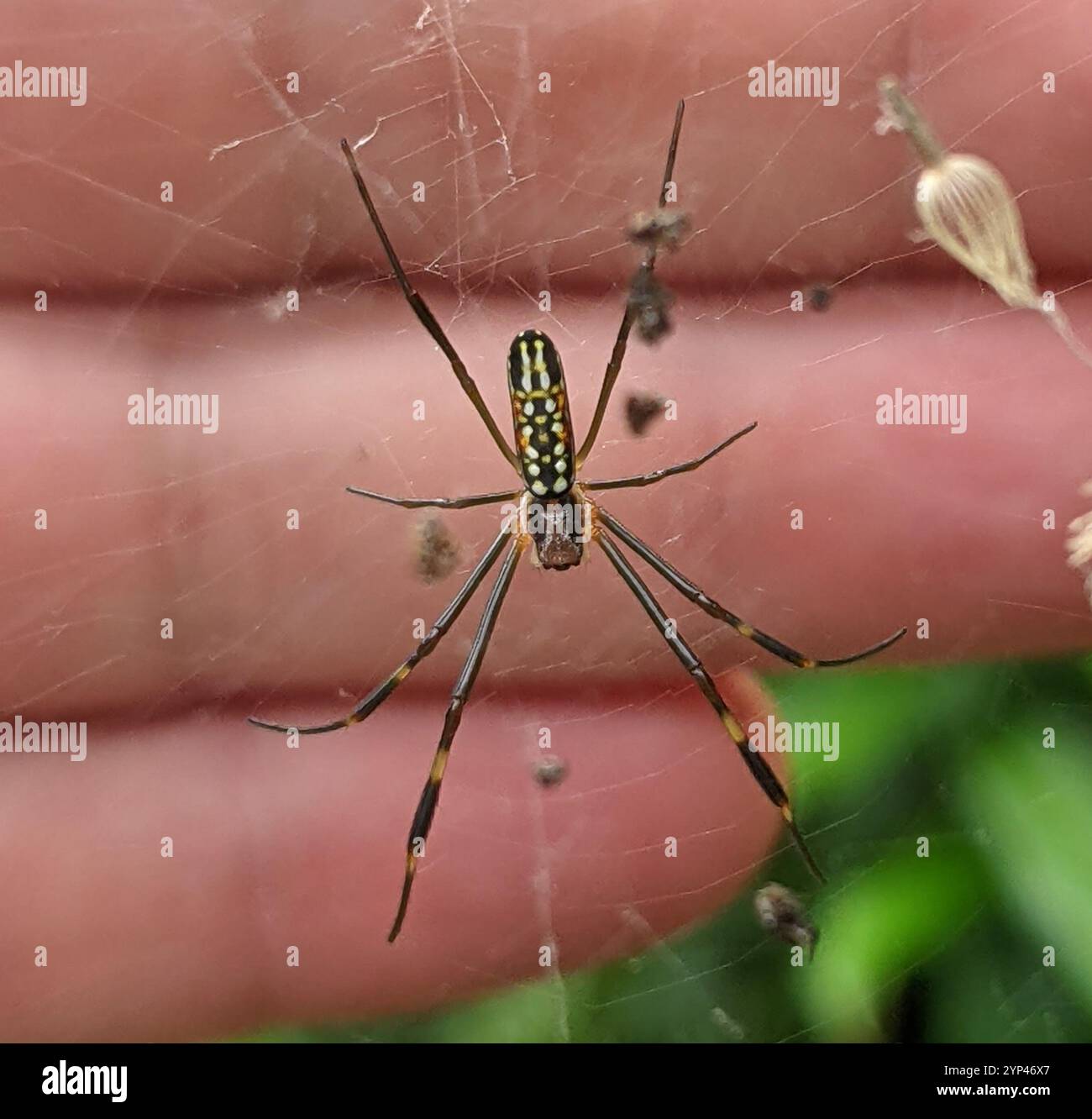 Golden Silk Spider (Trichonephila clavipes Stock Photo - Alamy