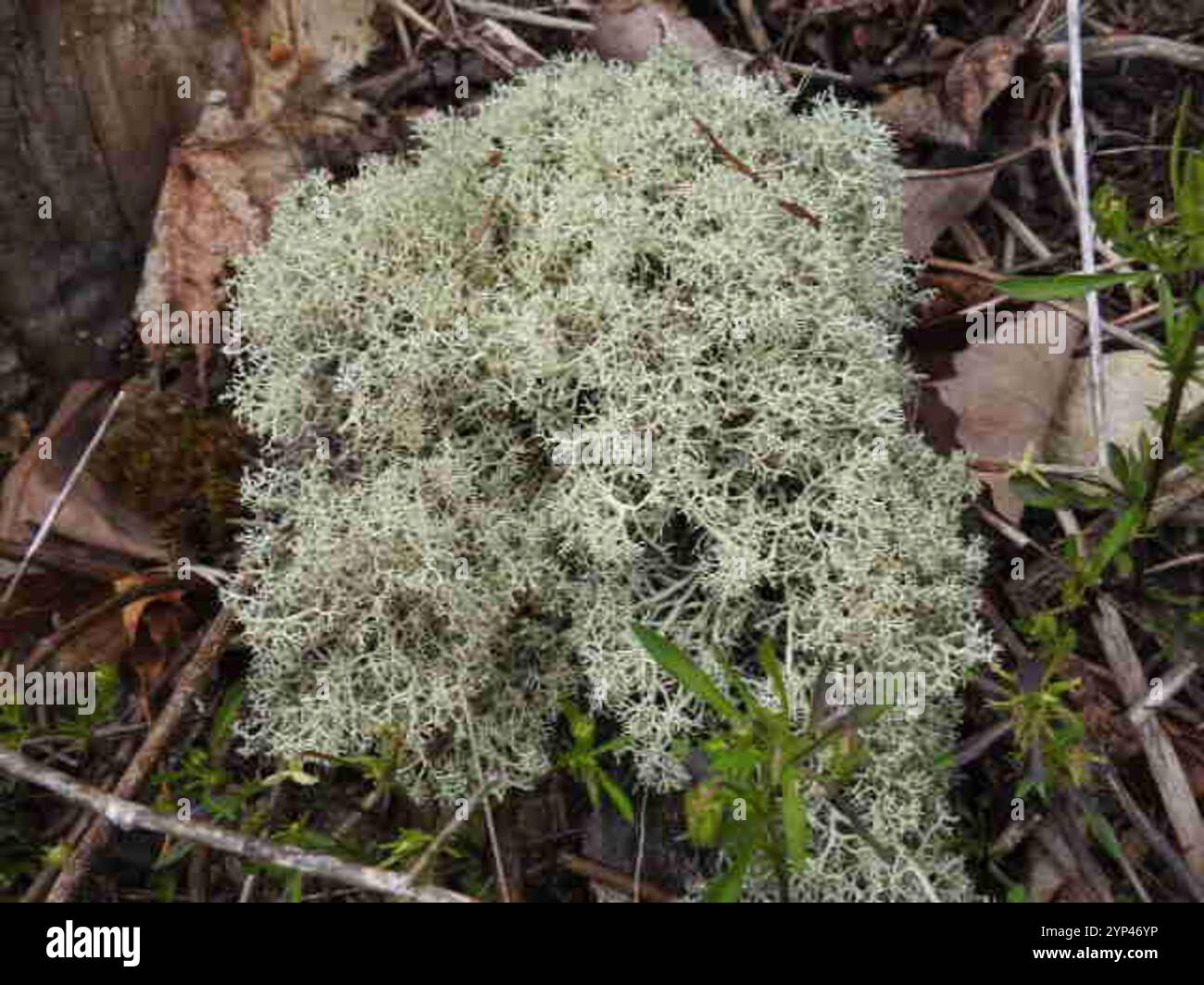Dixie Reindeer Lichen (Cladonia subtenuis Stock Photo - Alamy